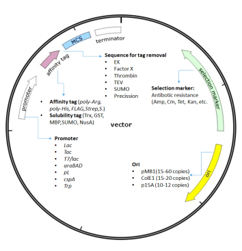 Plasmid Vector Ori